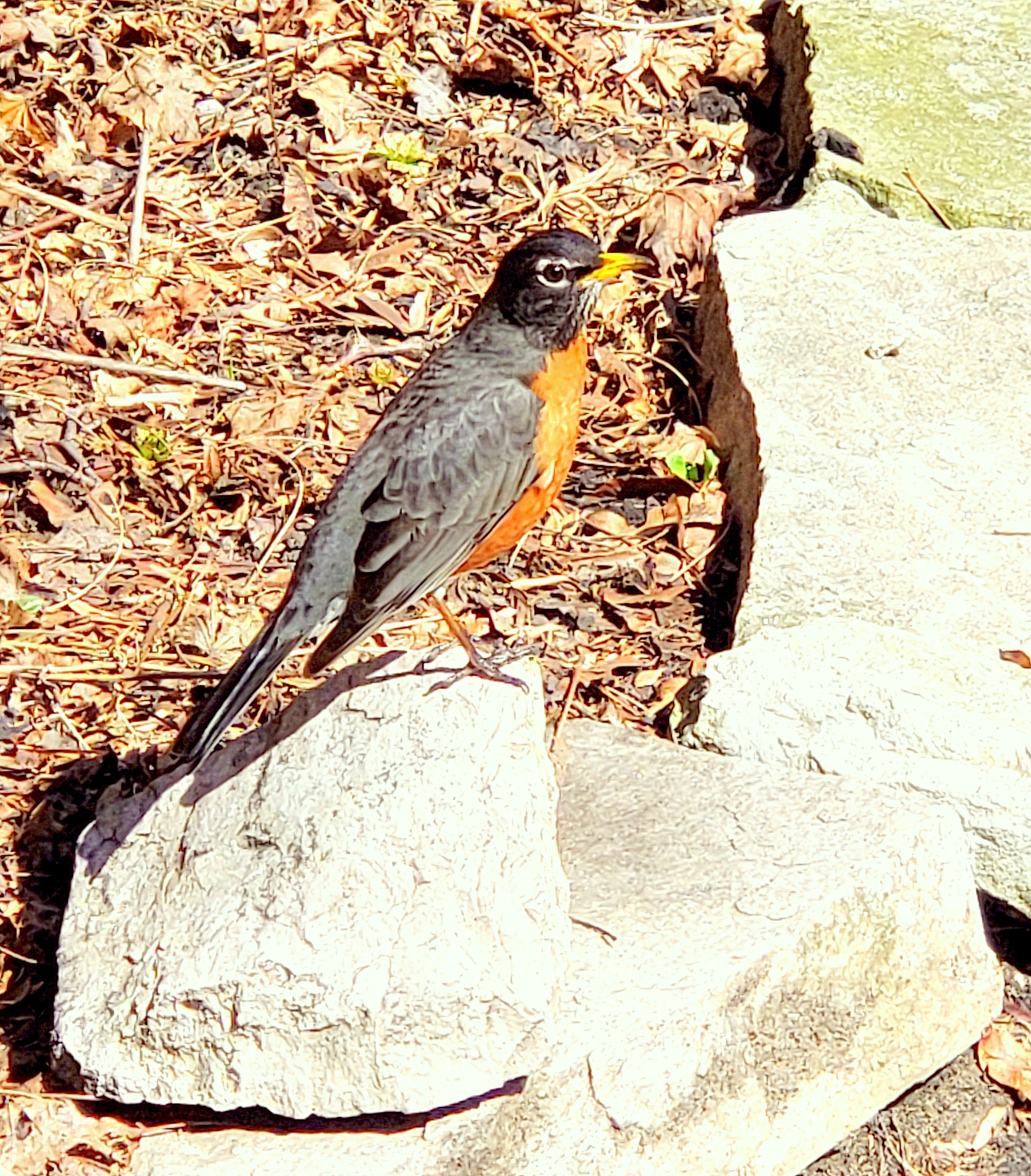 First Sign of Spring, Robin vs Me: The Chicago Stare-down – The Chicago ...