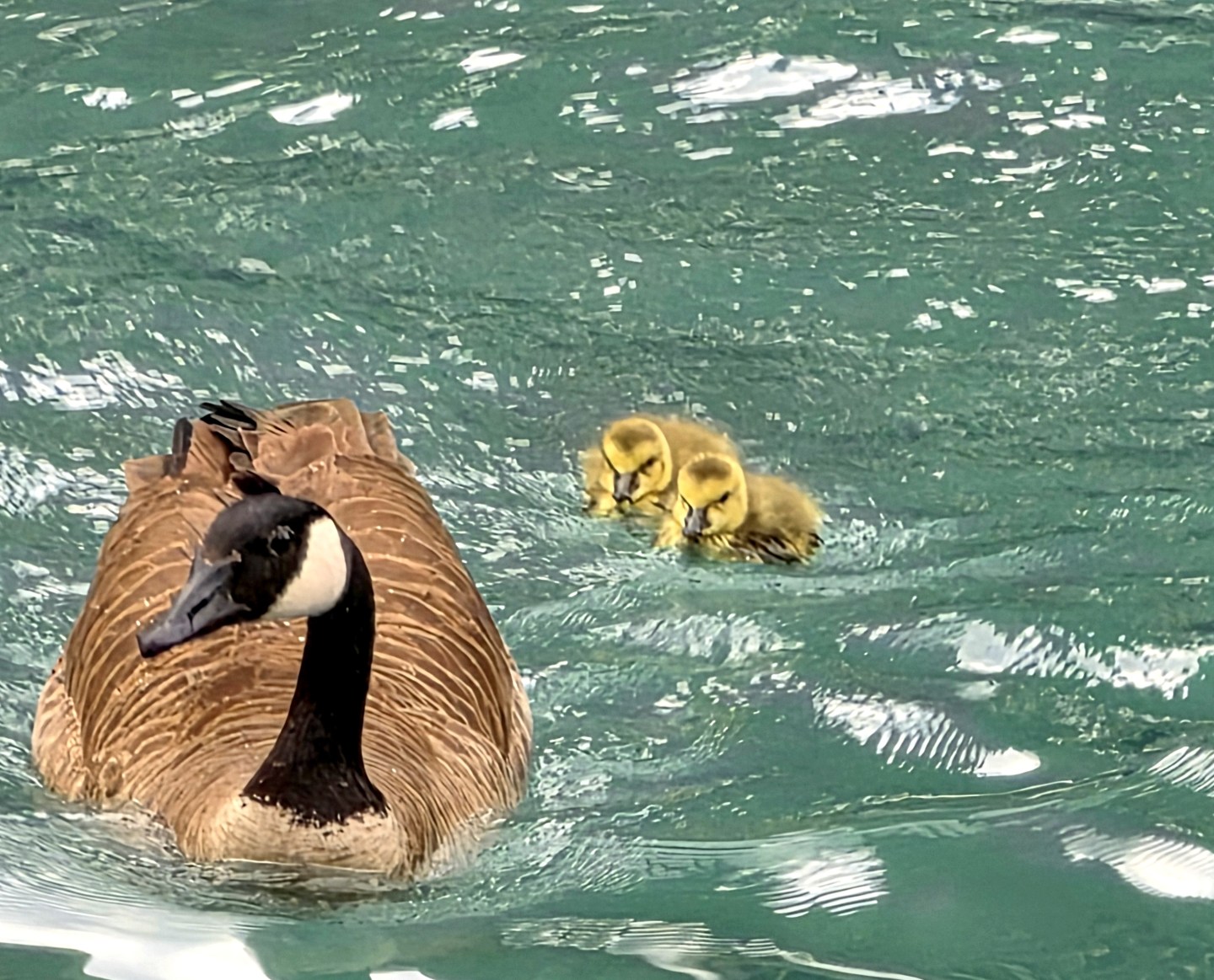 Thursday Treasures: Canada Goose & a Couple of Goslings! – The Chicago ...